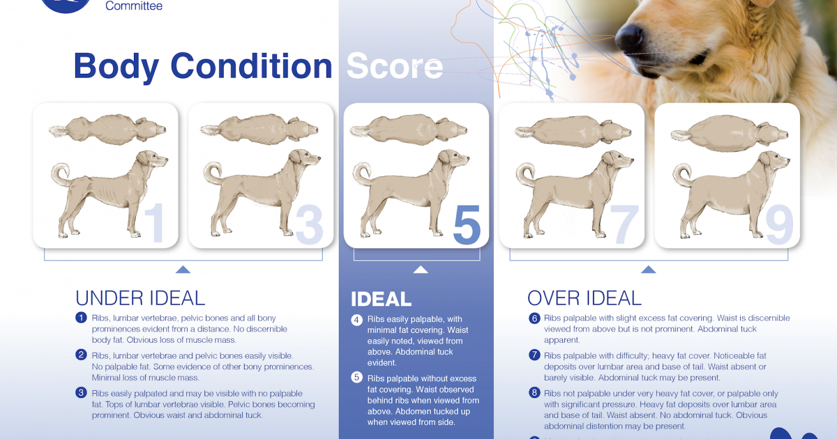 Body Condition Charts - ideal pet weights I Raw Essentials