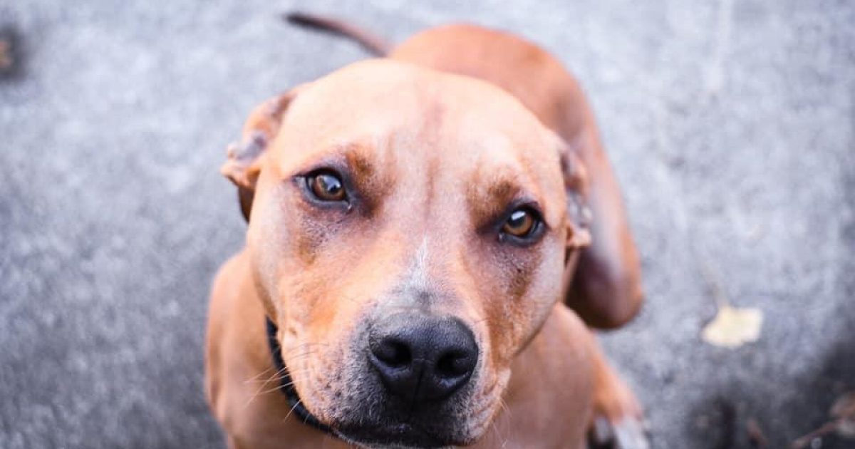 40kg Dog Feeding Guide - what to feed and how much I Raw Essentials