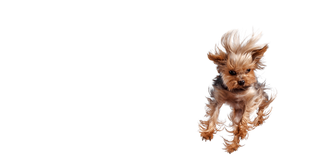 Pet Brew - probiotics for Cats and Dogs I Raw Essentials